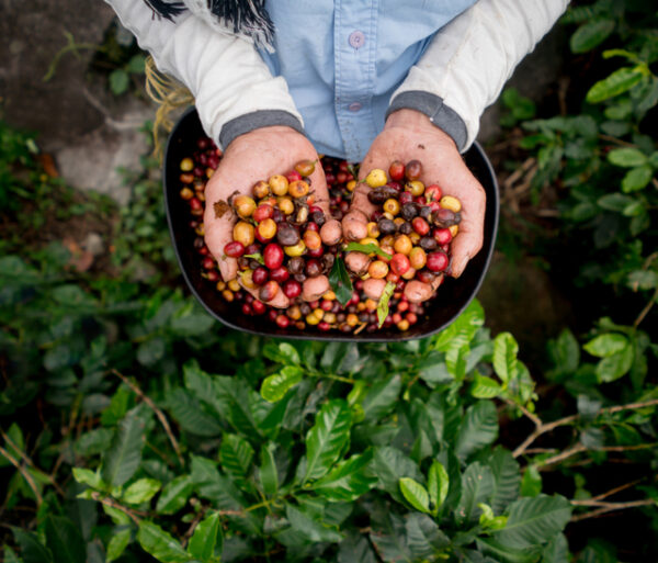 The Coffee - River Road Coffees